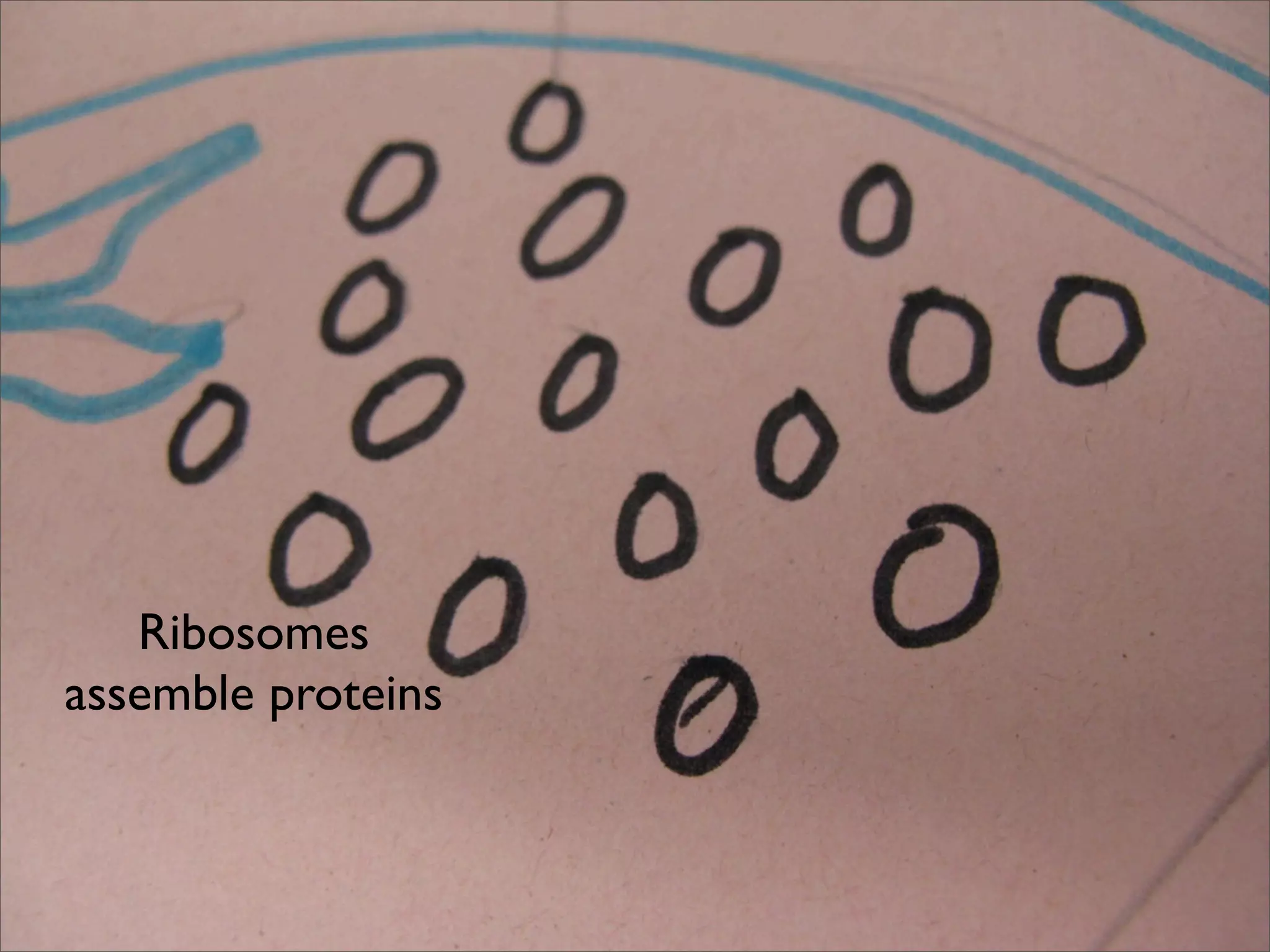 A2 Prokaryotic | PPT
