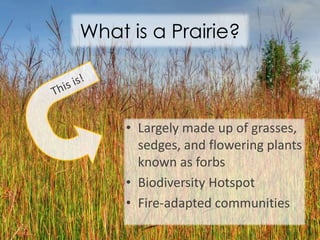 ChrisMorgan_SeniorThesisPresentationWeb | PPT