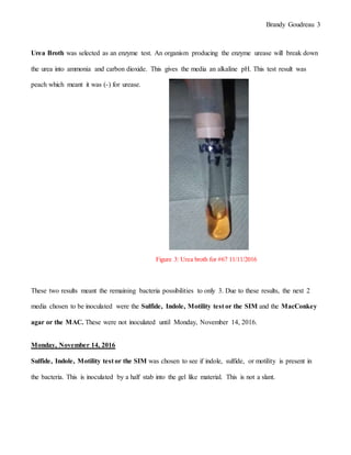 Brandy Goudreau unknown project - negative | DOCX