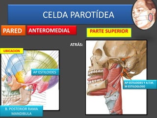 A32 n glandulas salivales | PPTX
