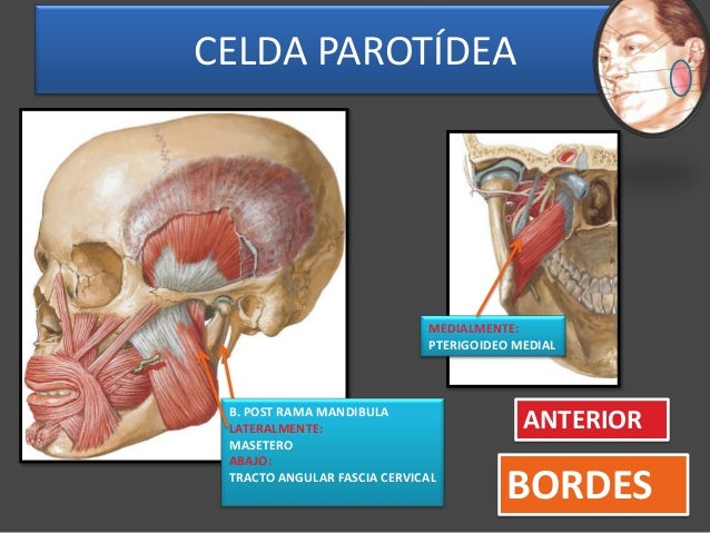 A32 n glandulas salivales