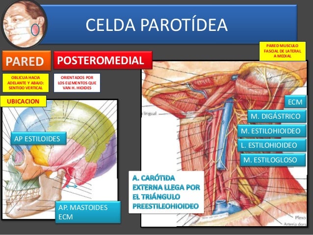A32 n glandulas salivales