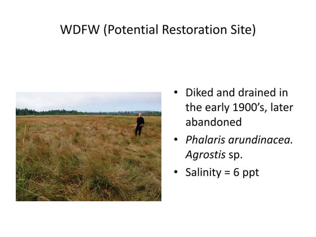 Three birds with one stone- Tidal wetland restoration carbon seq | PDF ...