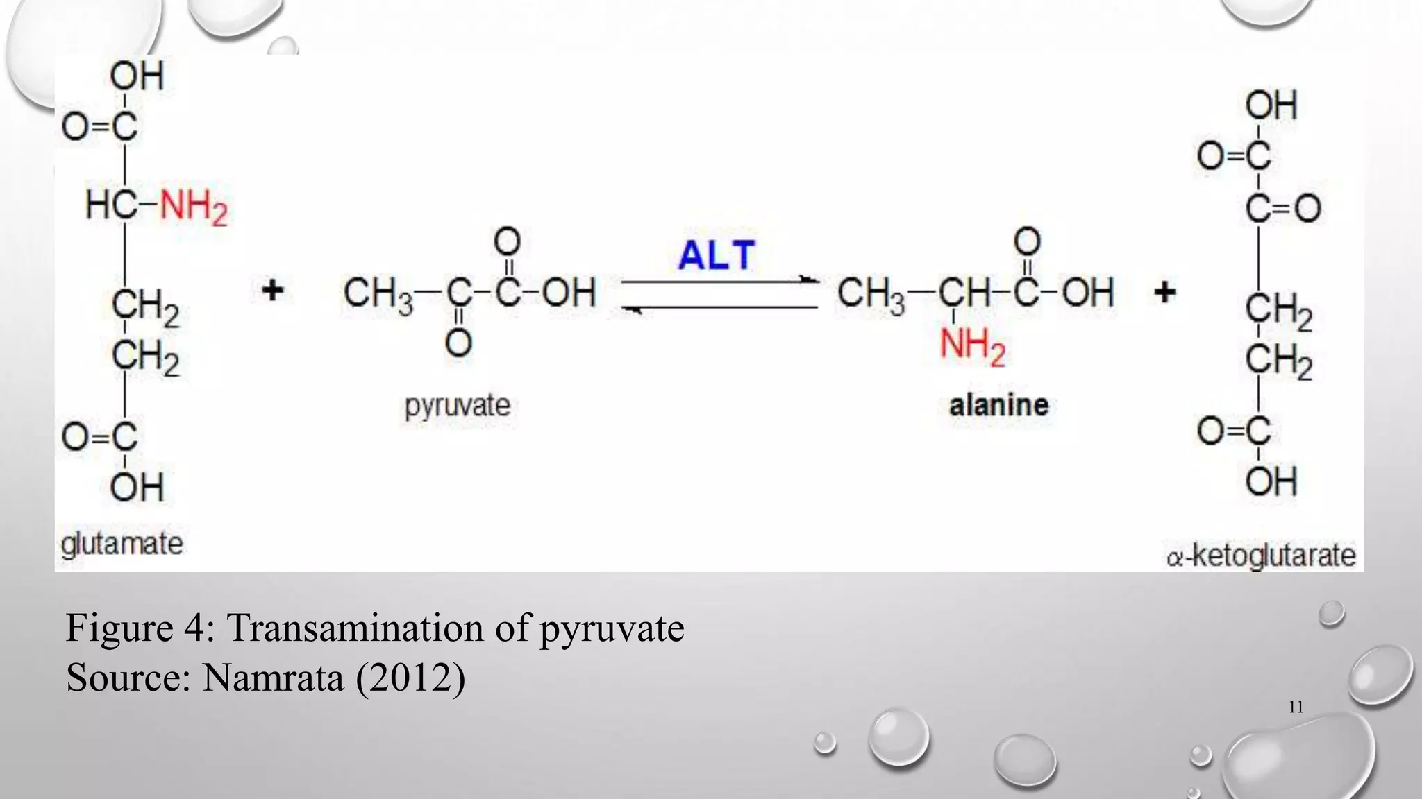 8 Glucose-alanine cycle | PPTX