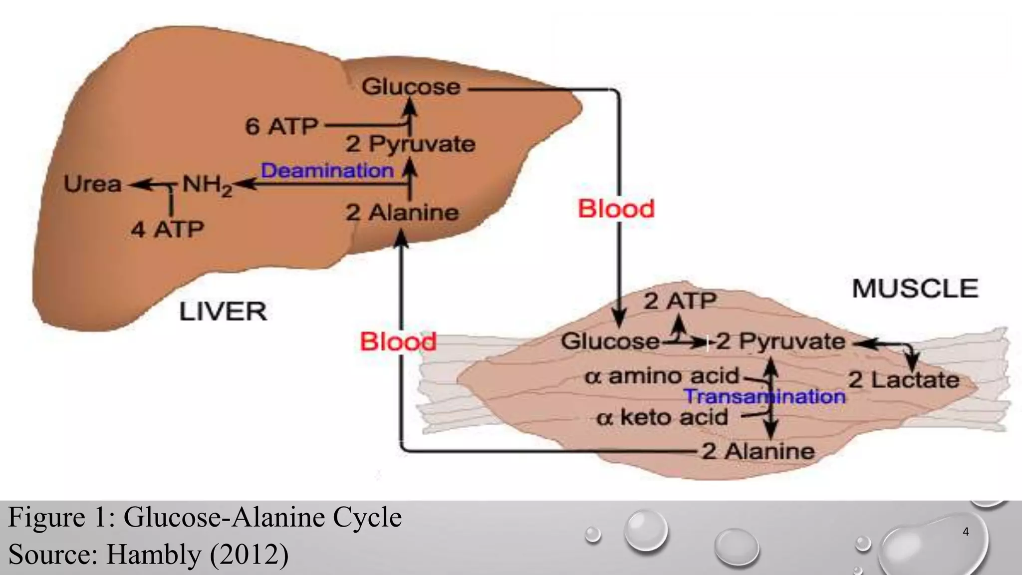 8 Glucose-alanine cycle | PPTX