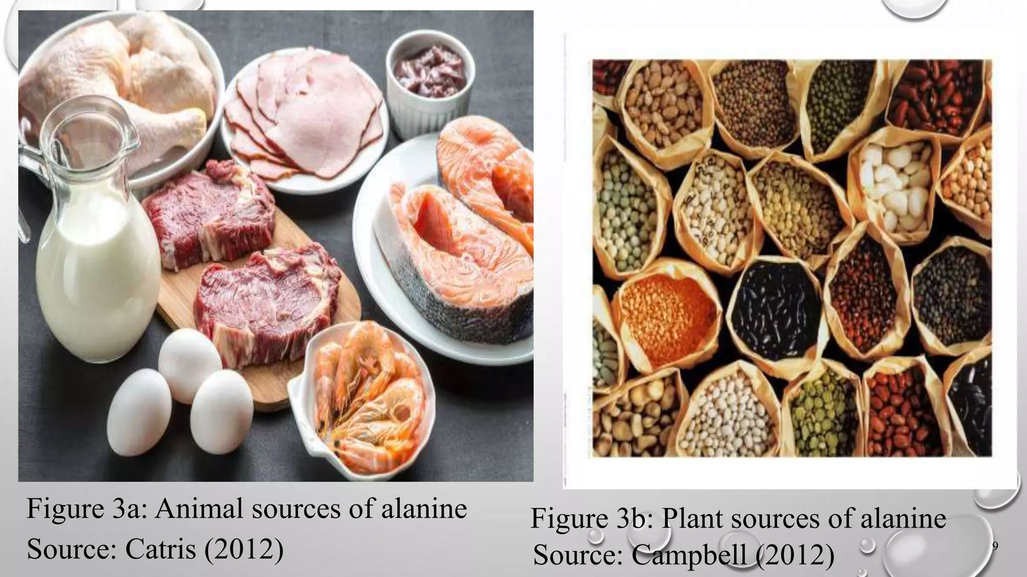 8 Glucose-alanine cycle | PPTX
