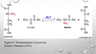 8 Glucose-alanine cycle | PPTX