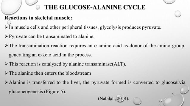 8 Glucose-alanine cycle | PPTX