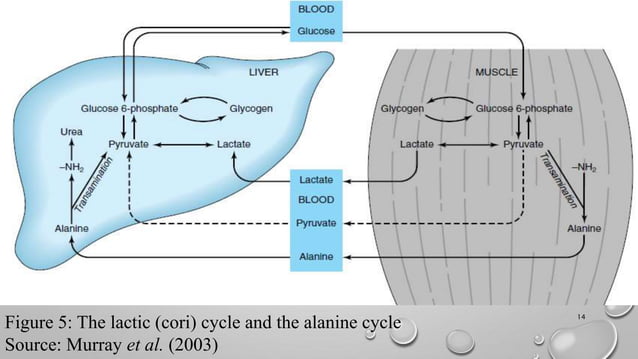 8 Glucose-alanine cycle | PPTX