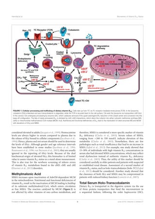 Biomarkers B12 diagnosis_Hannibal et al_Front Mol Biosci Metabolomics 2016 | PDF