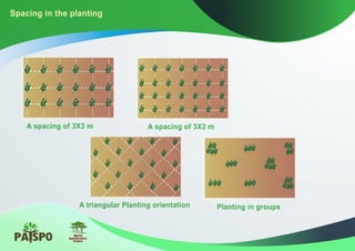 VISUAL PRESENTATION OF EXTENSION MATERIAL ON TREE SEED | PDF