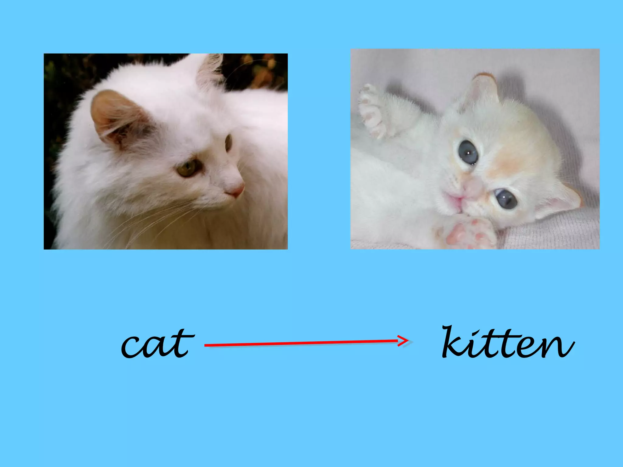 3.2 buterfly life cycle | PPT