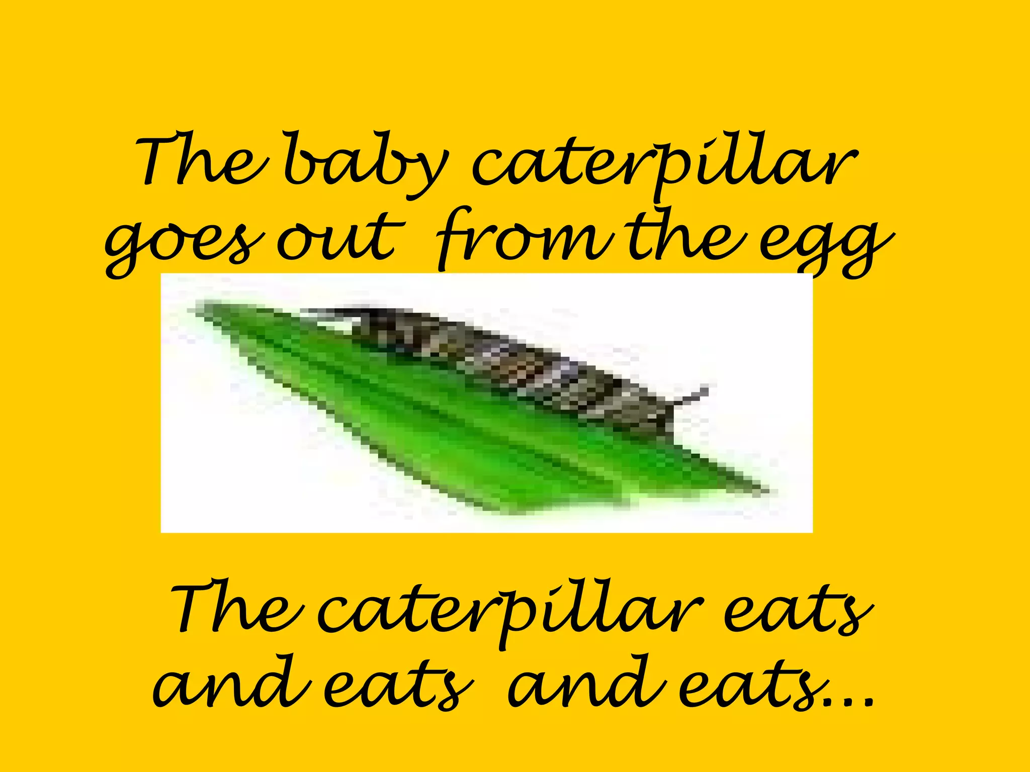 3.2 buterfly life cycle | PPT | Pets