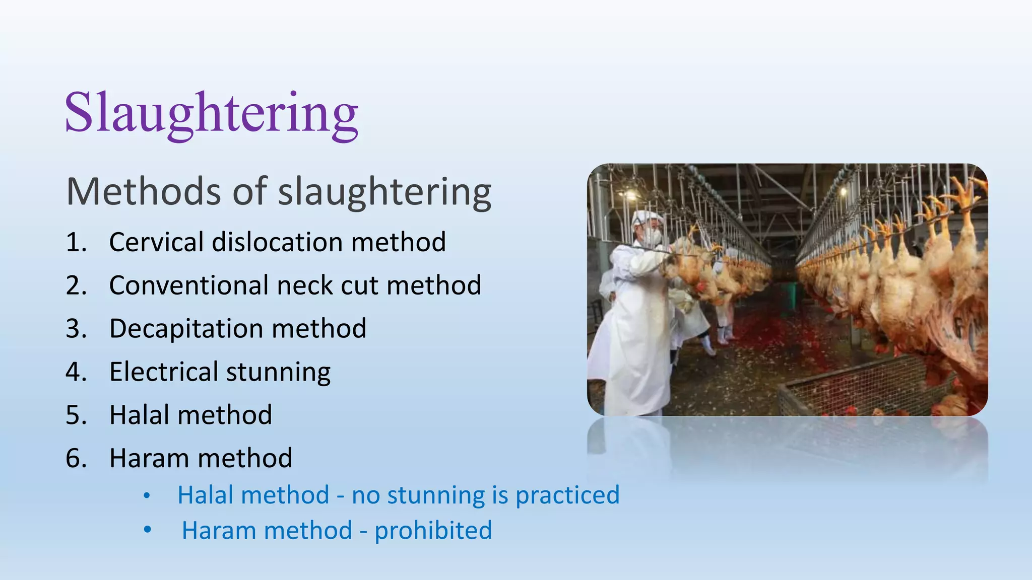 Slaughtering procedure of broilers | PPTX