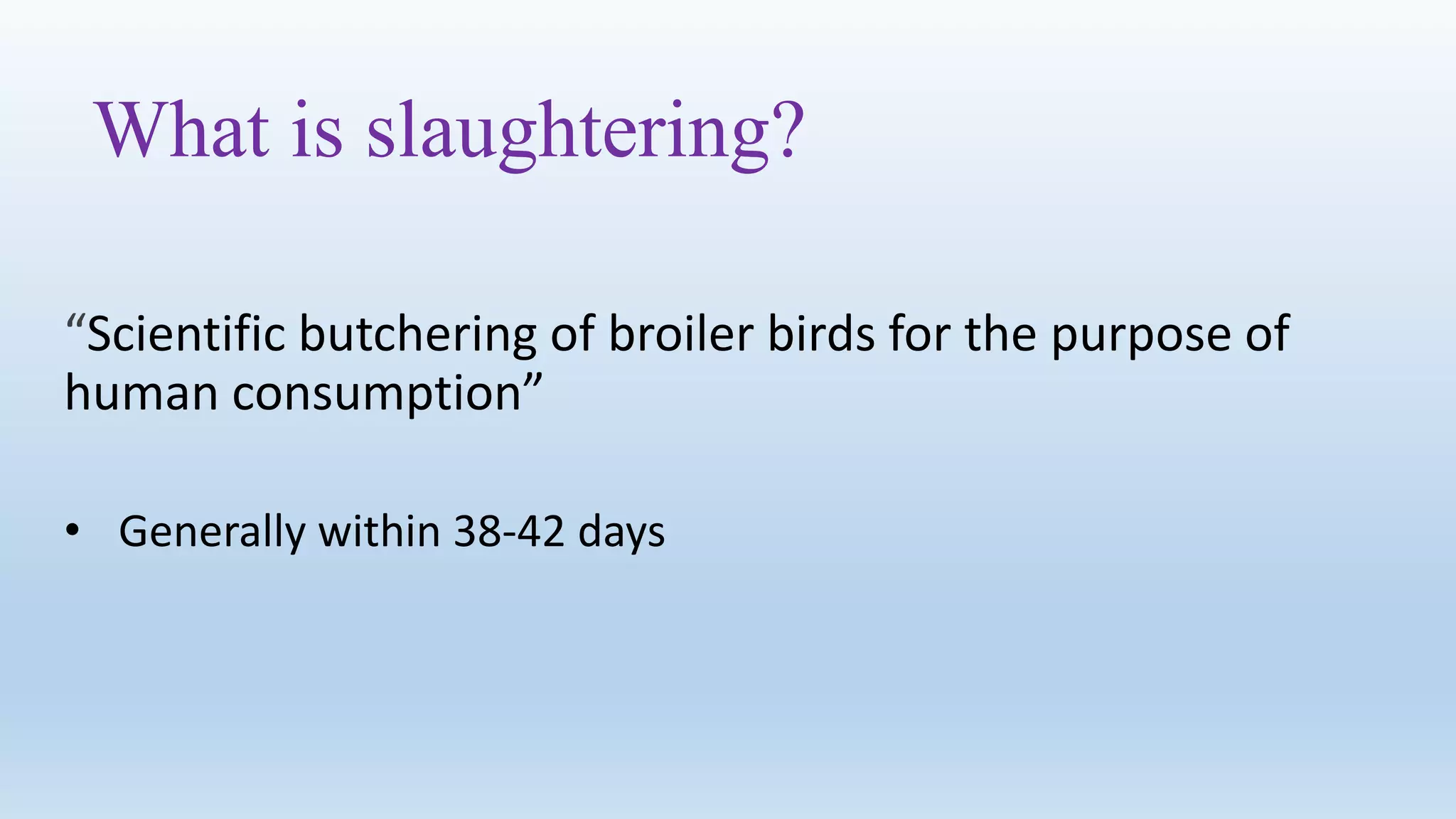 Slaughtering procedure of broilers | PPTX