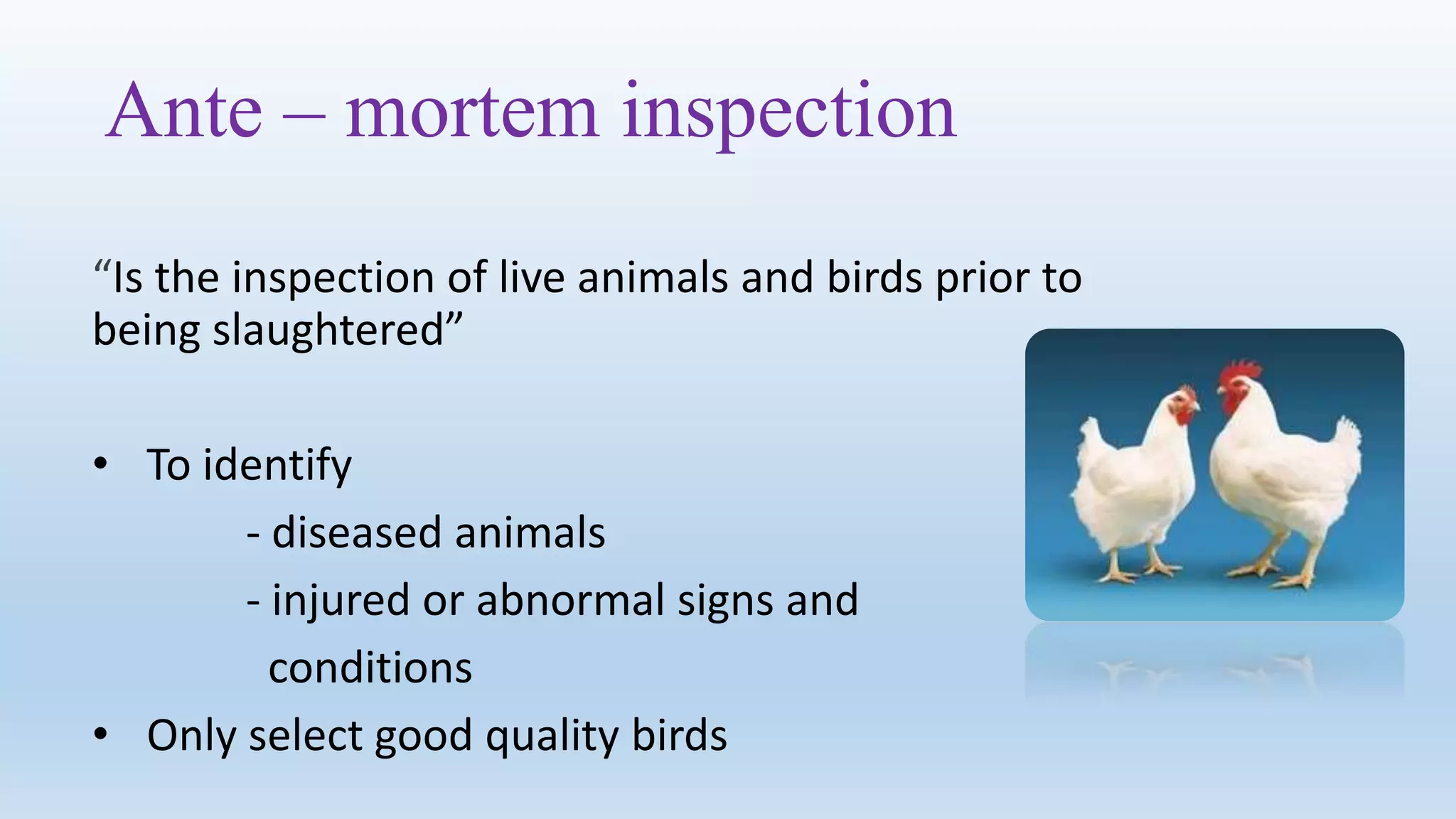 Slaughtering procedure of broilers | PPTX