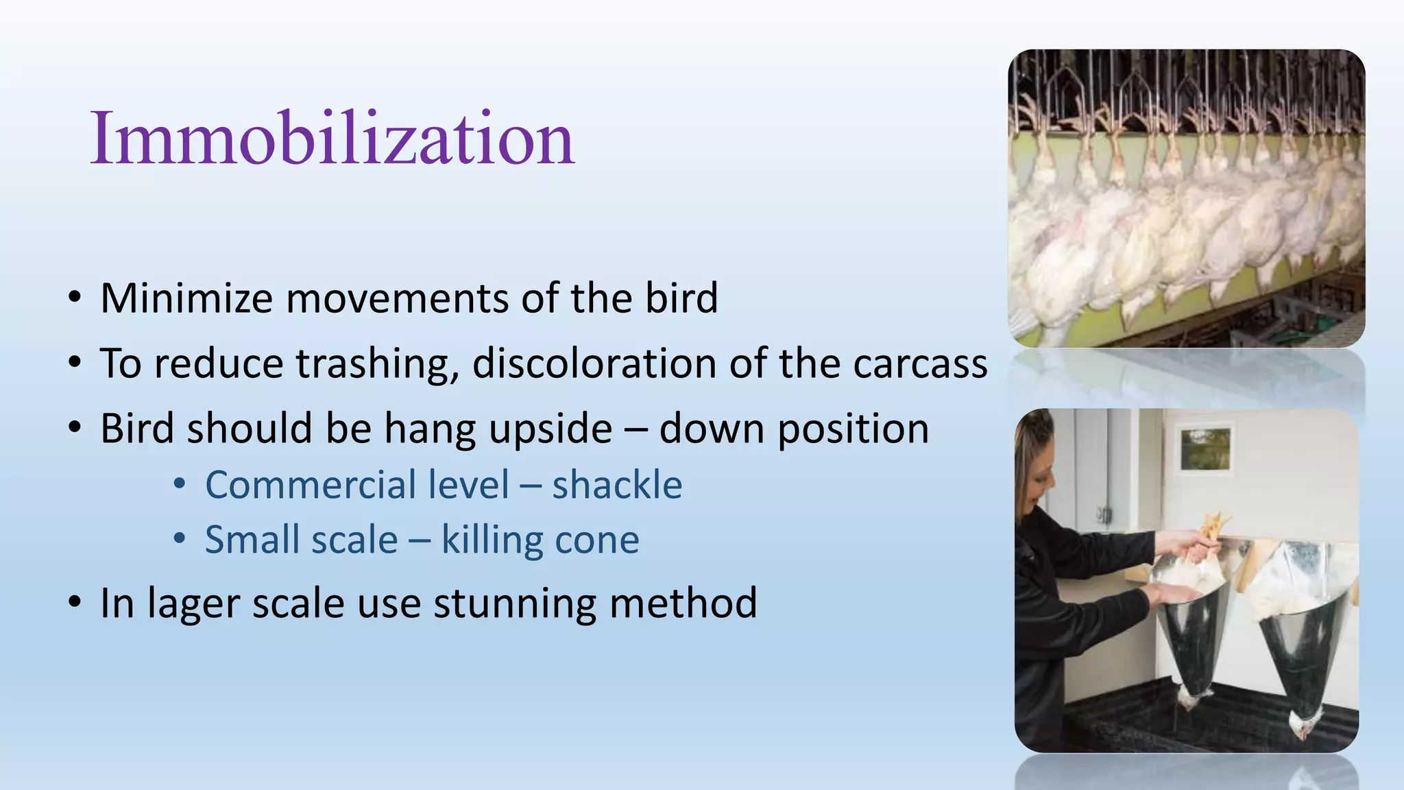 Slaughtering procedure of broilers | PPTX