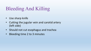 Slaughtering procedure of broilers | PPTX