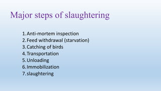 Slaughtering procedure of broilers | PPTX