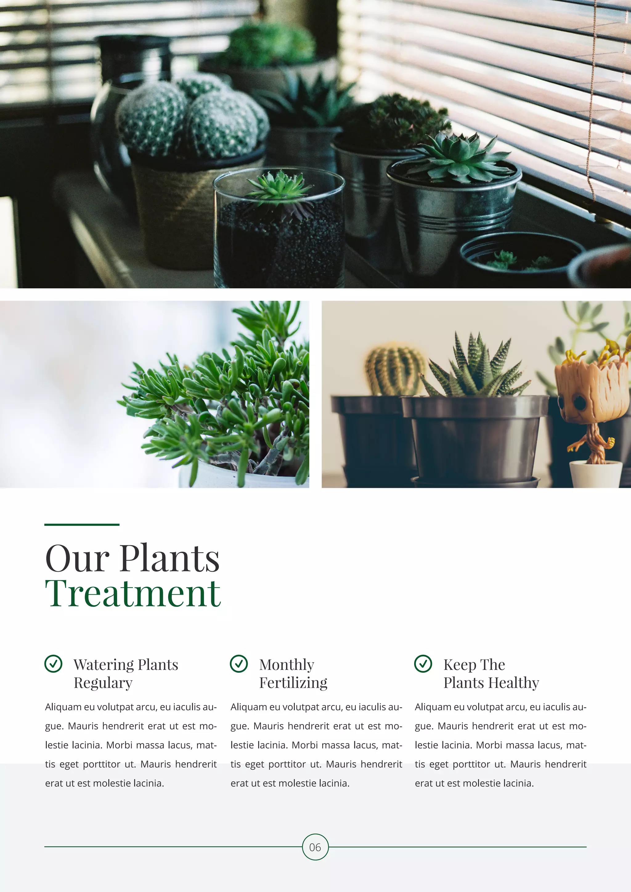 Decorative Plants Brochure A4 | PDF