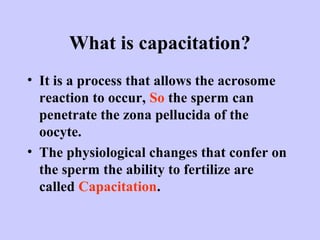 Sperm Capacitation2 | PPT