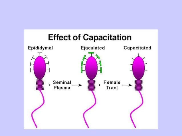 Sperm Capacitation2