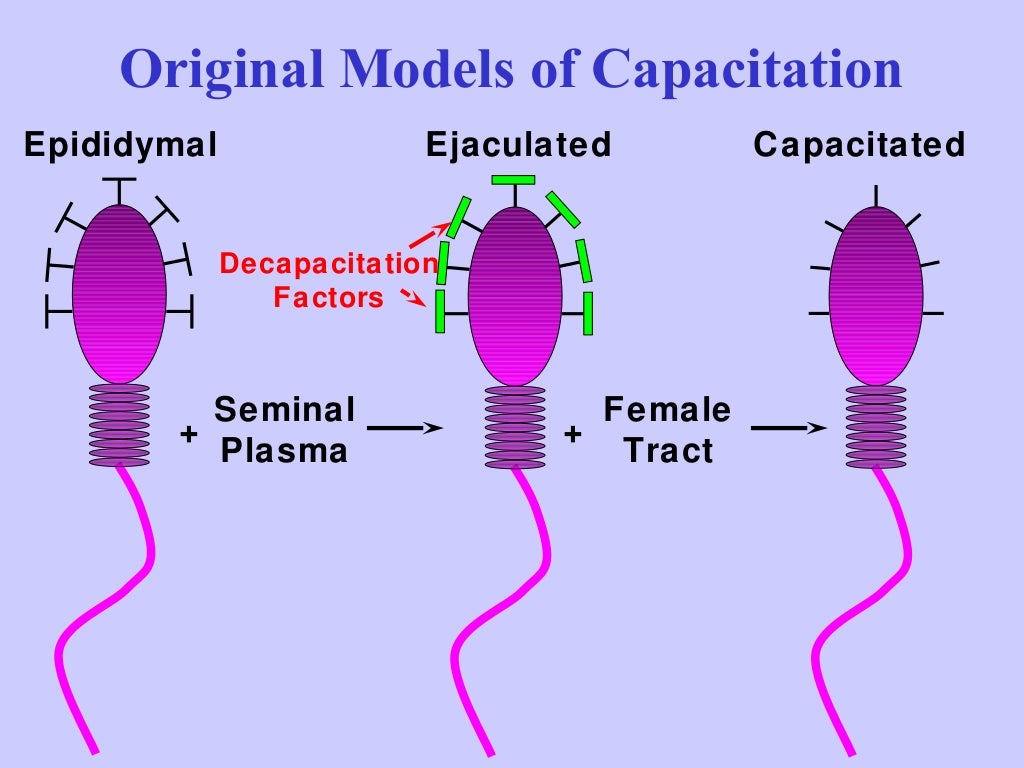 Sperm Capacitation2