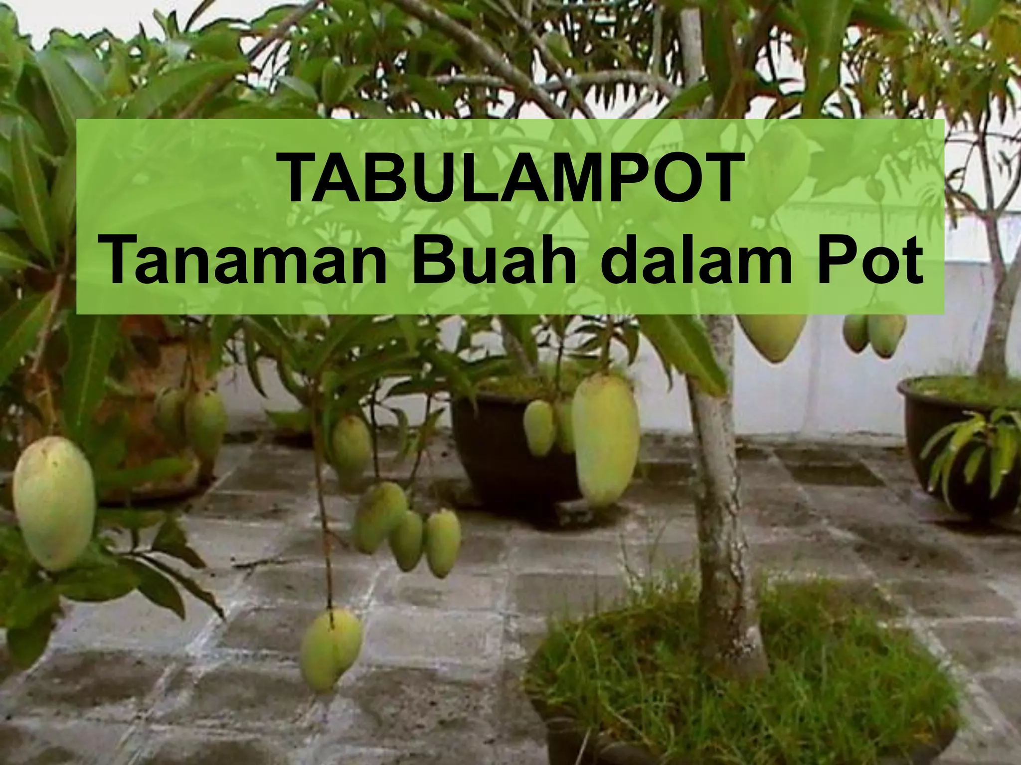 Tabulampot | PDF