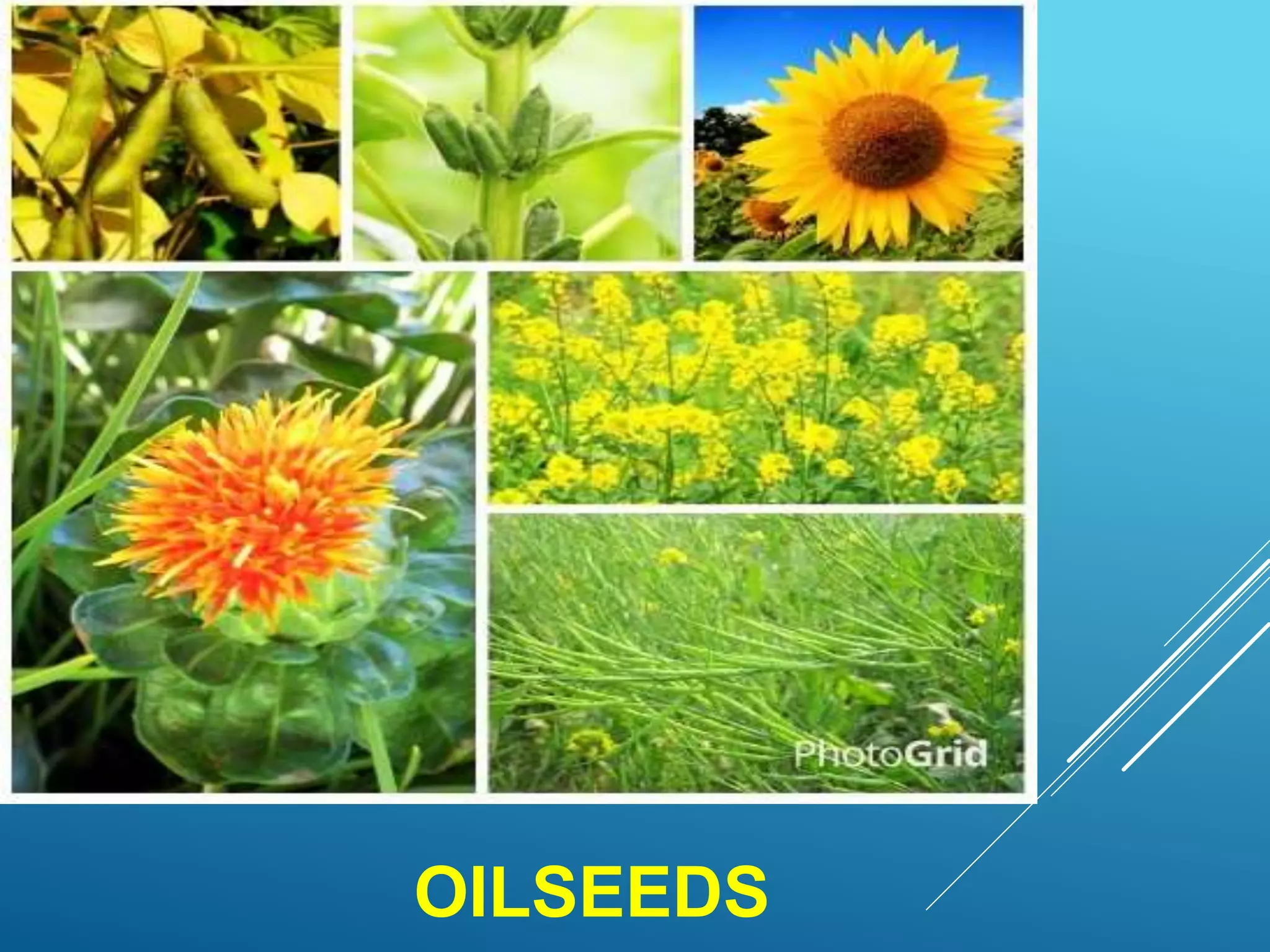 Different Types of Crop | PPTX