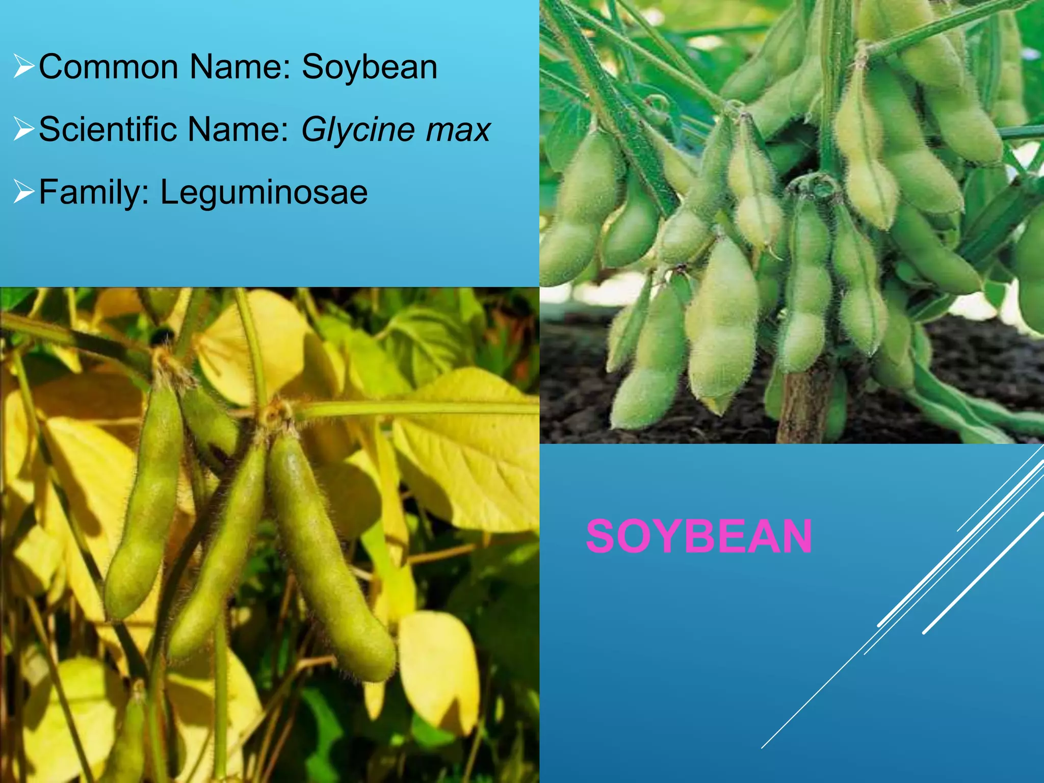 Different Types of Crop | PPTX