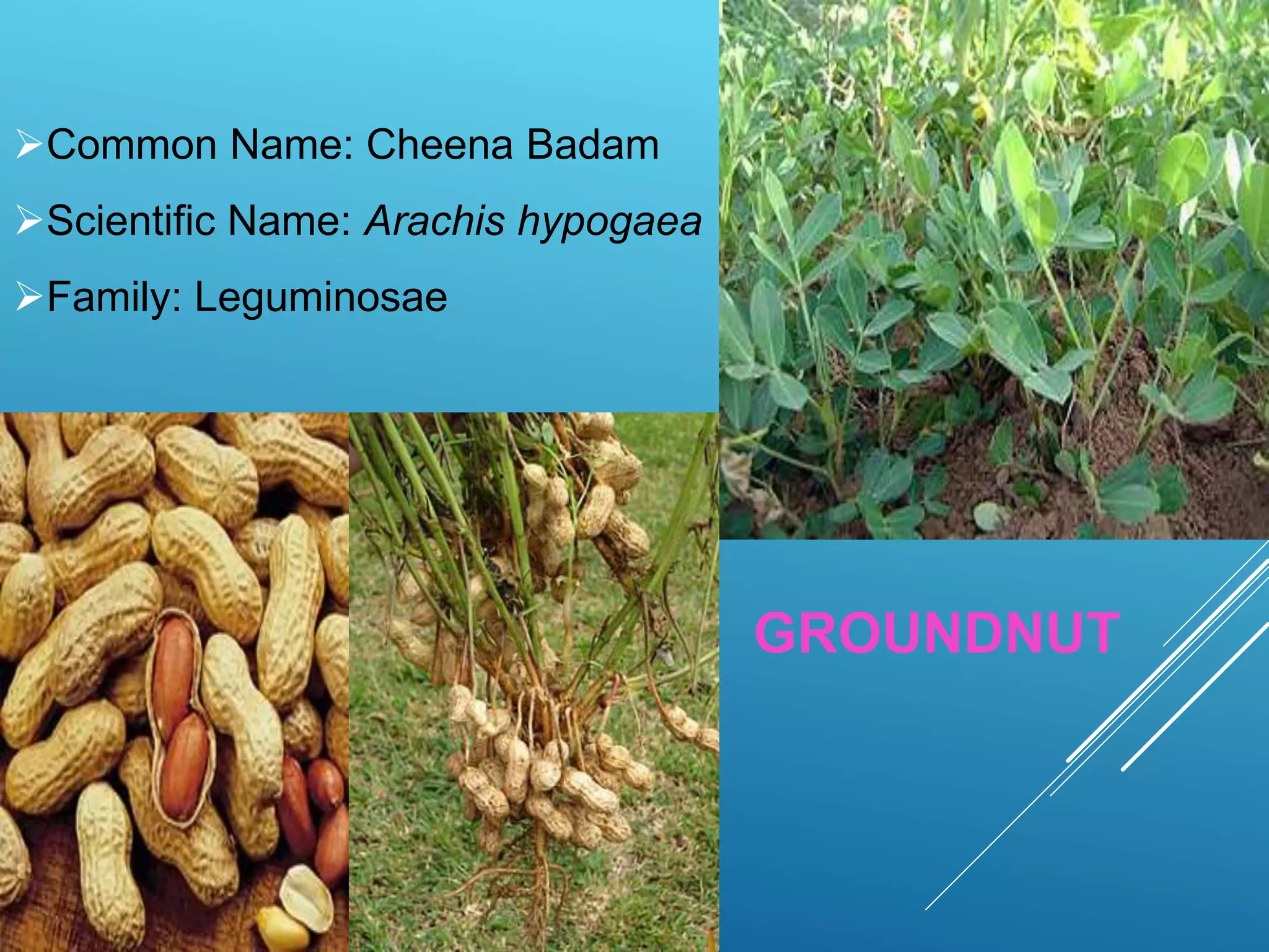 Different Types of Crop | PPTX