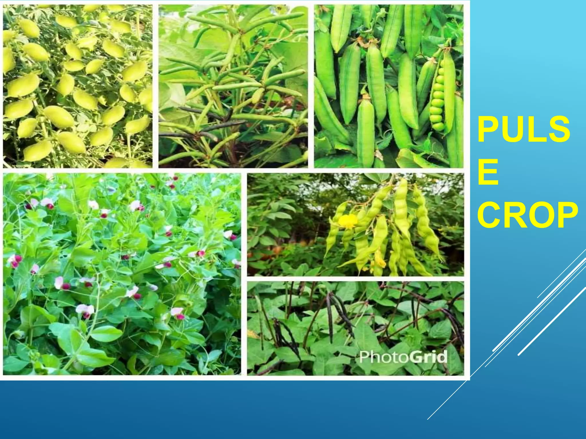 Different Types of Crop | PPTX | Gardening | Home & Garden