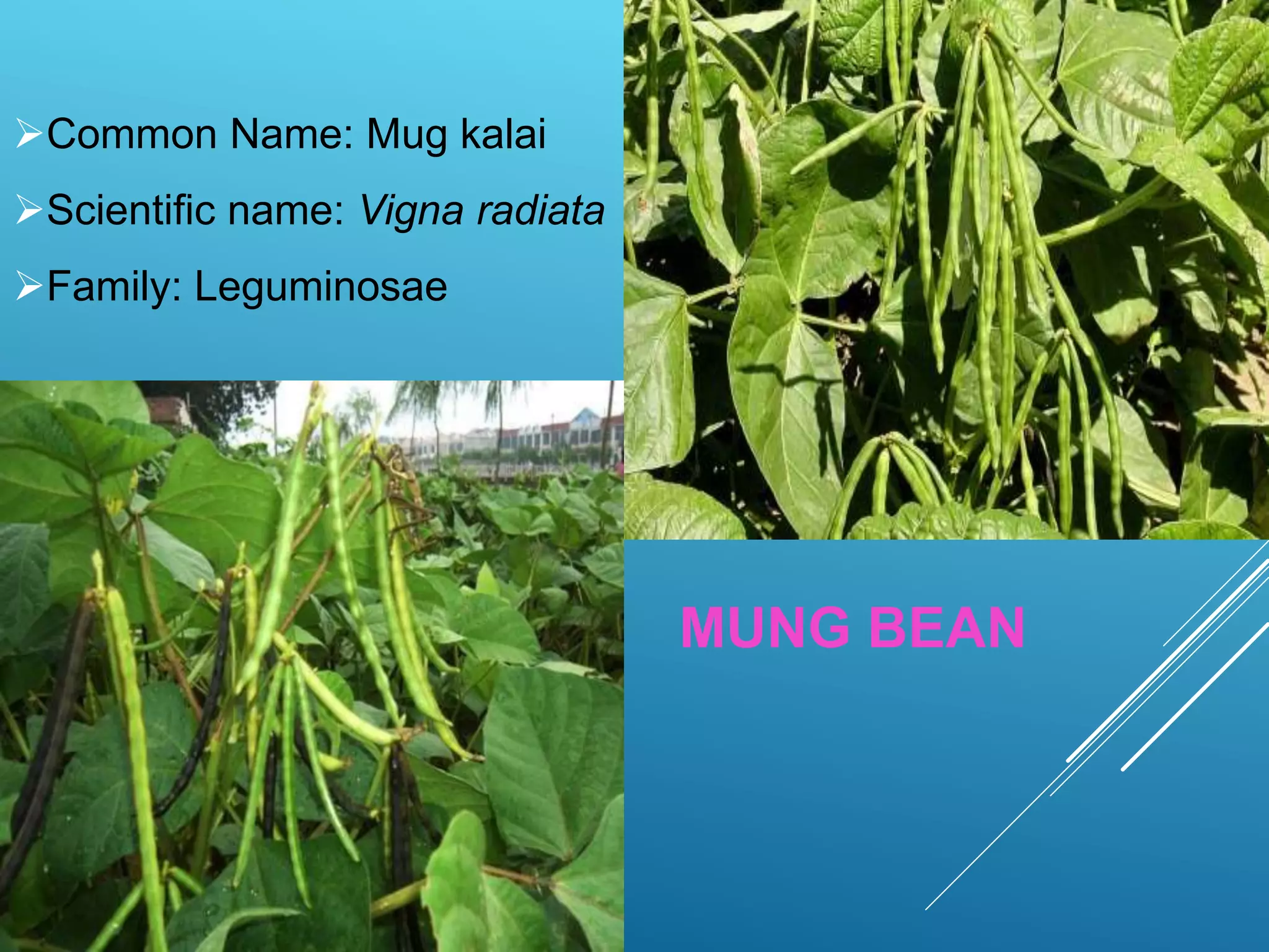 Different Types of Crop | PPTX | Gardening | Home & Garden