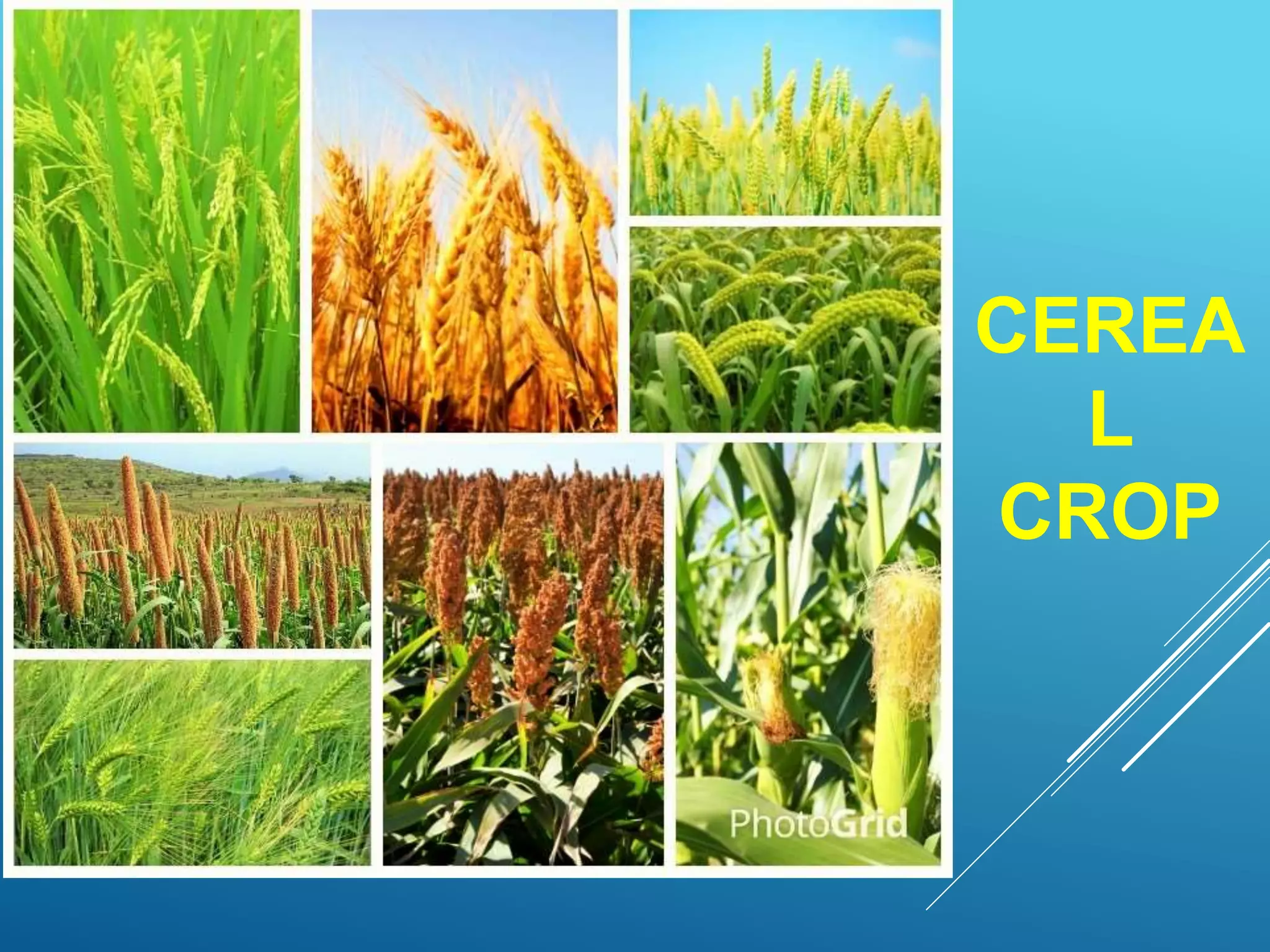 Different Types of Crop | PPTX