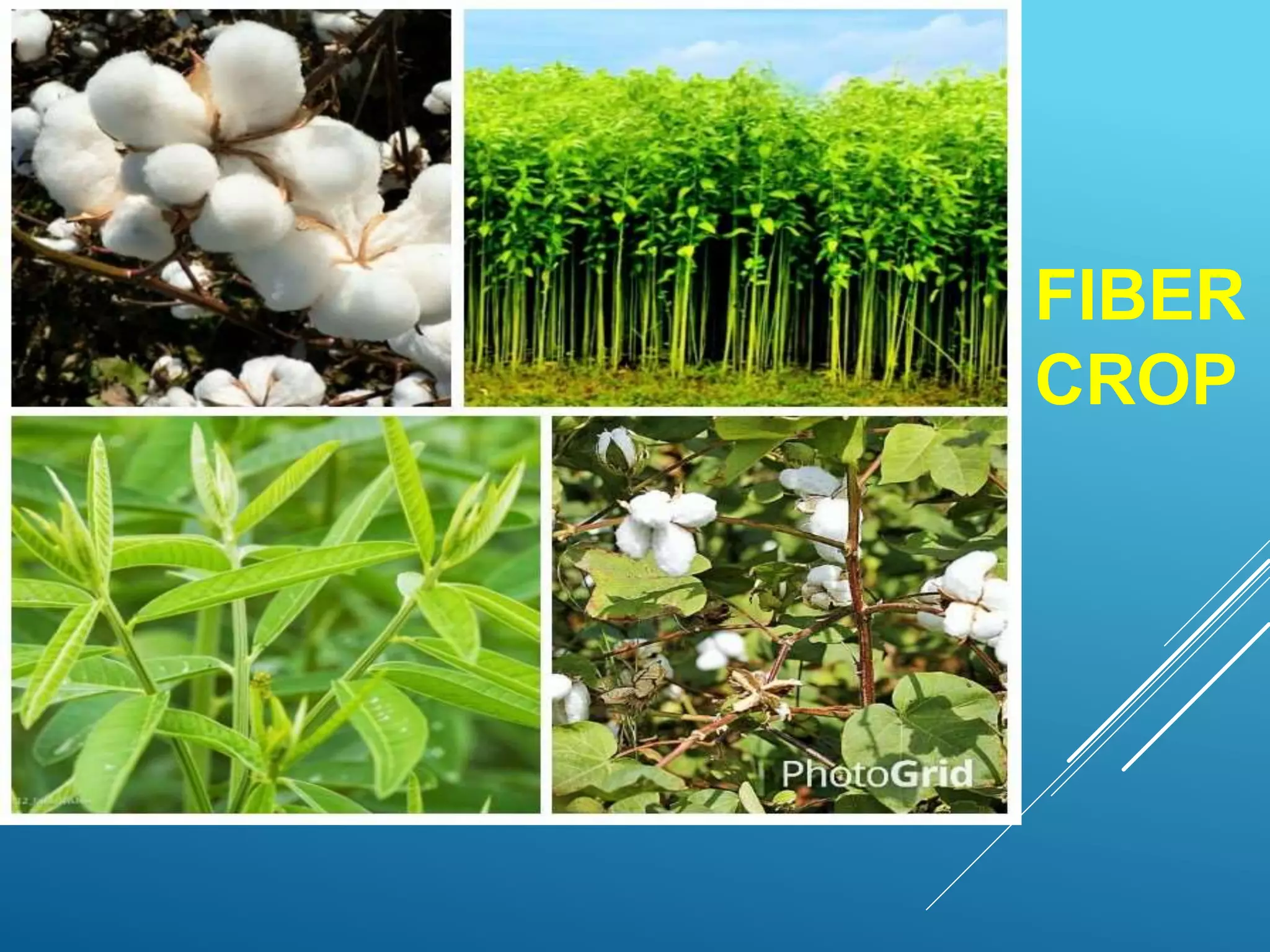 Different Types of Crop | PPTX