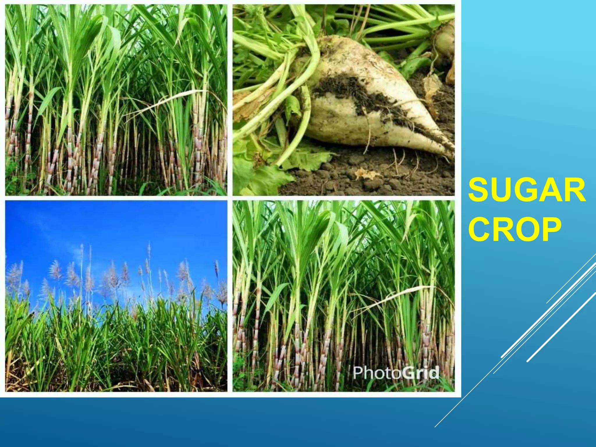 Different Types of Crop | PPTX