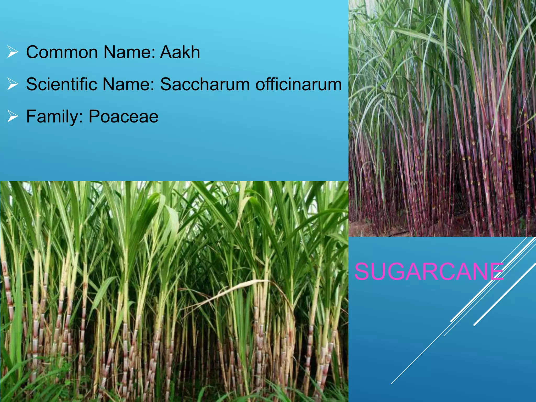 Different Types of Crop | PPTX