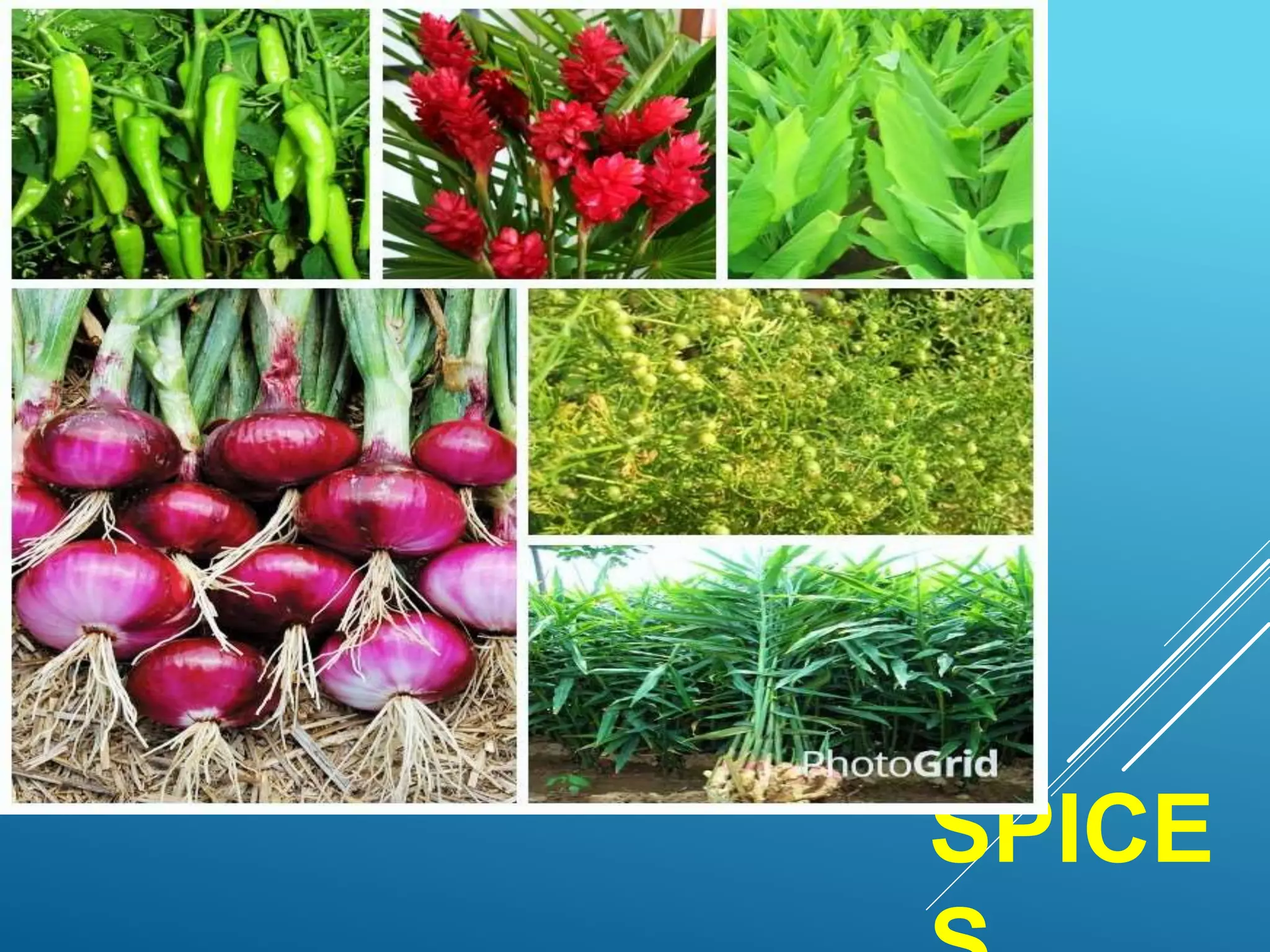 Different Types of Crop | PPTX