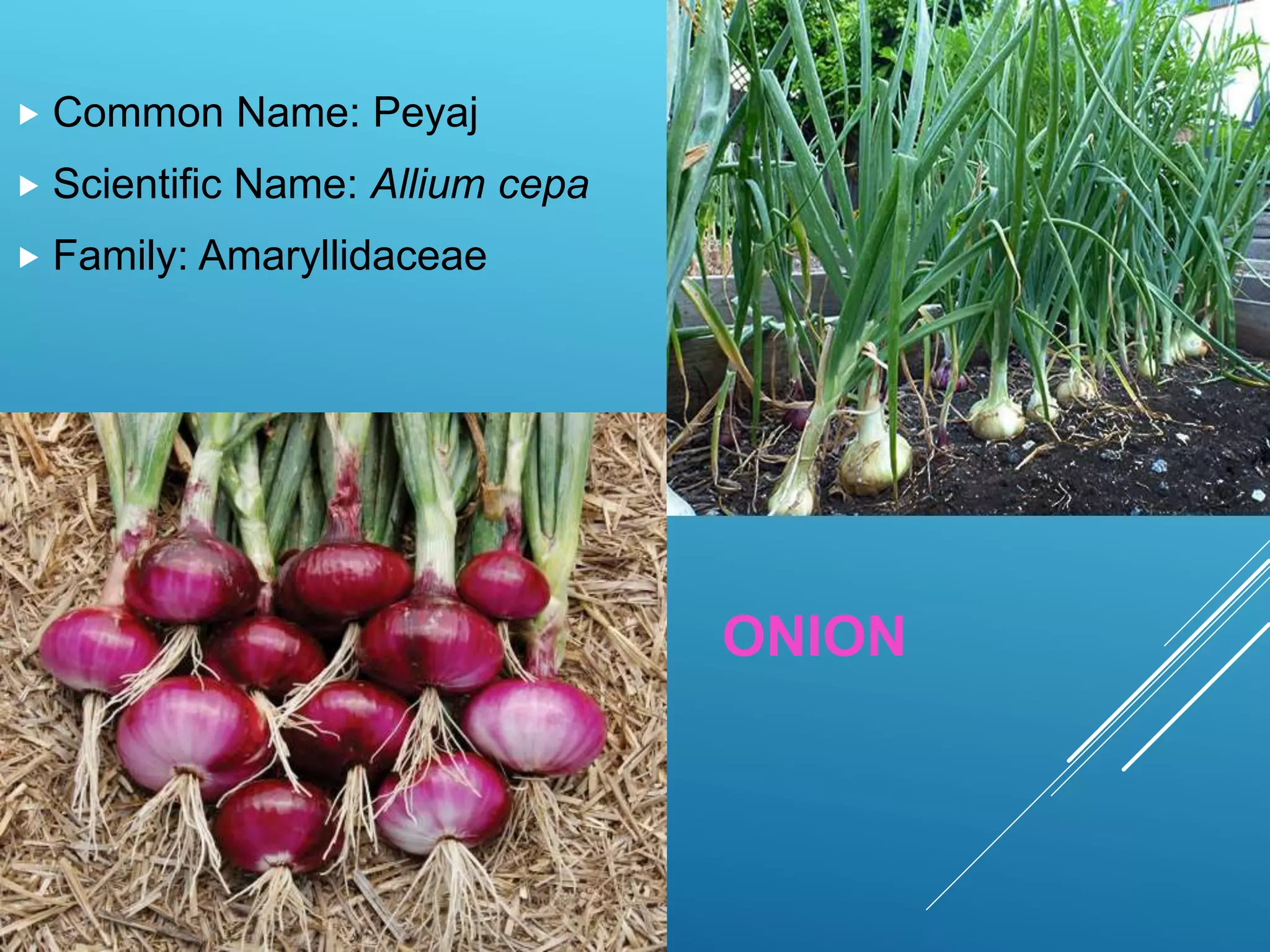 Different Types of Crop | PPTX