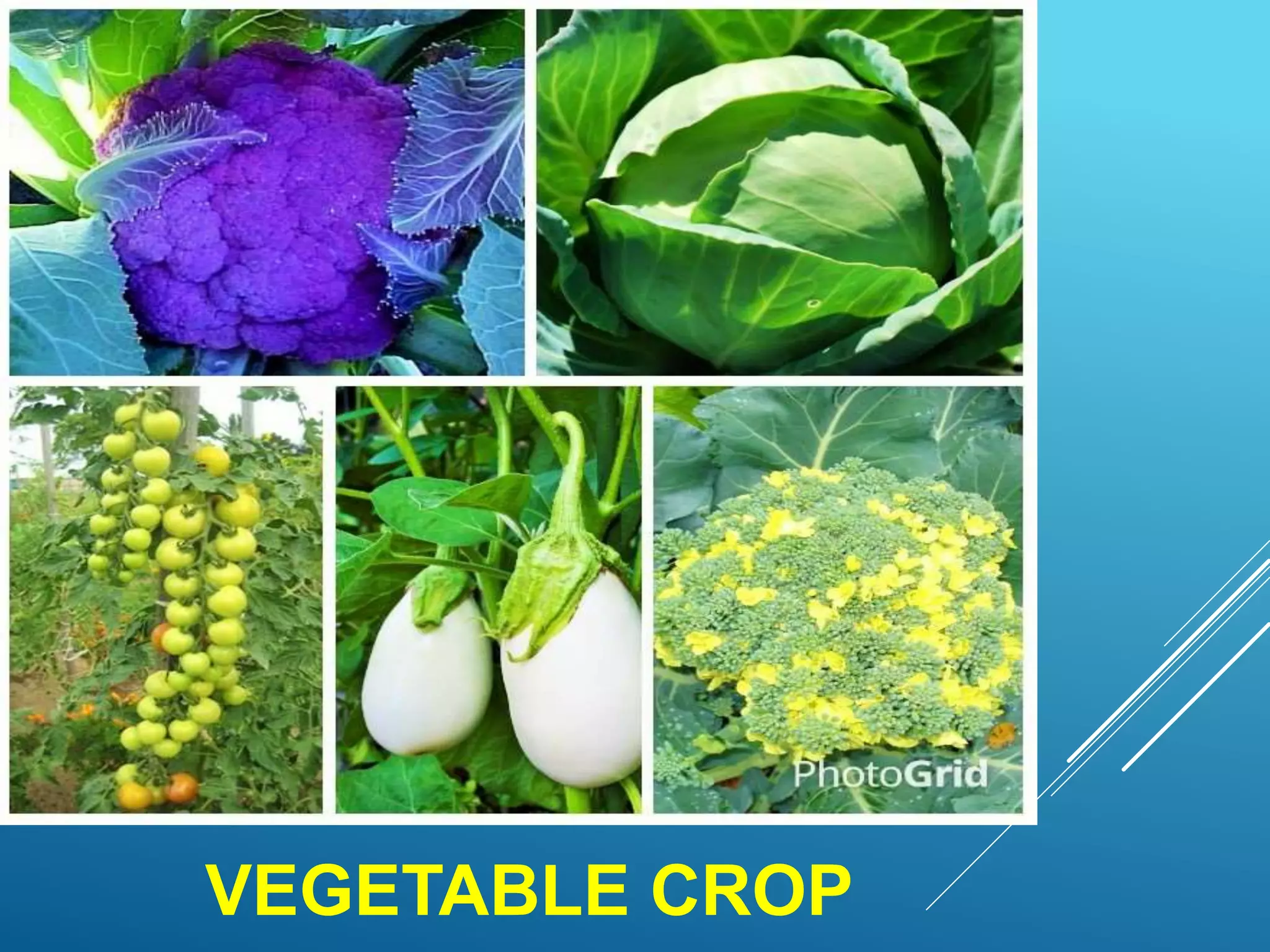 Different Types of Crop | PPTX