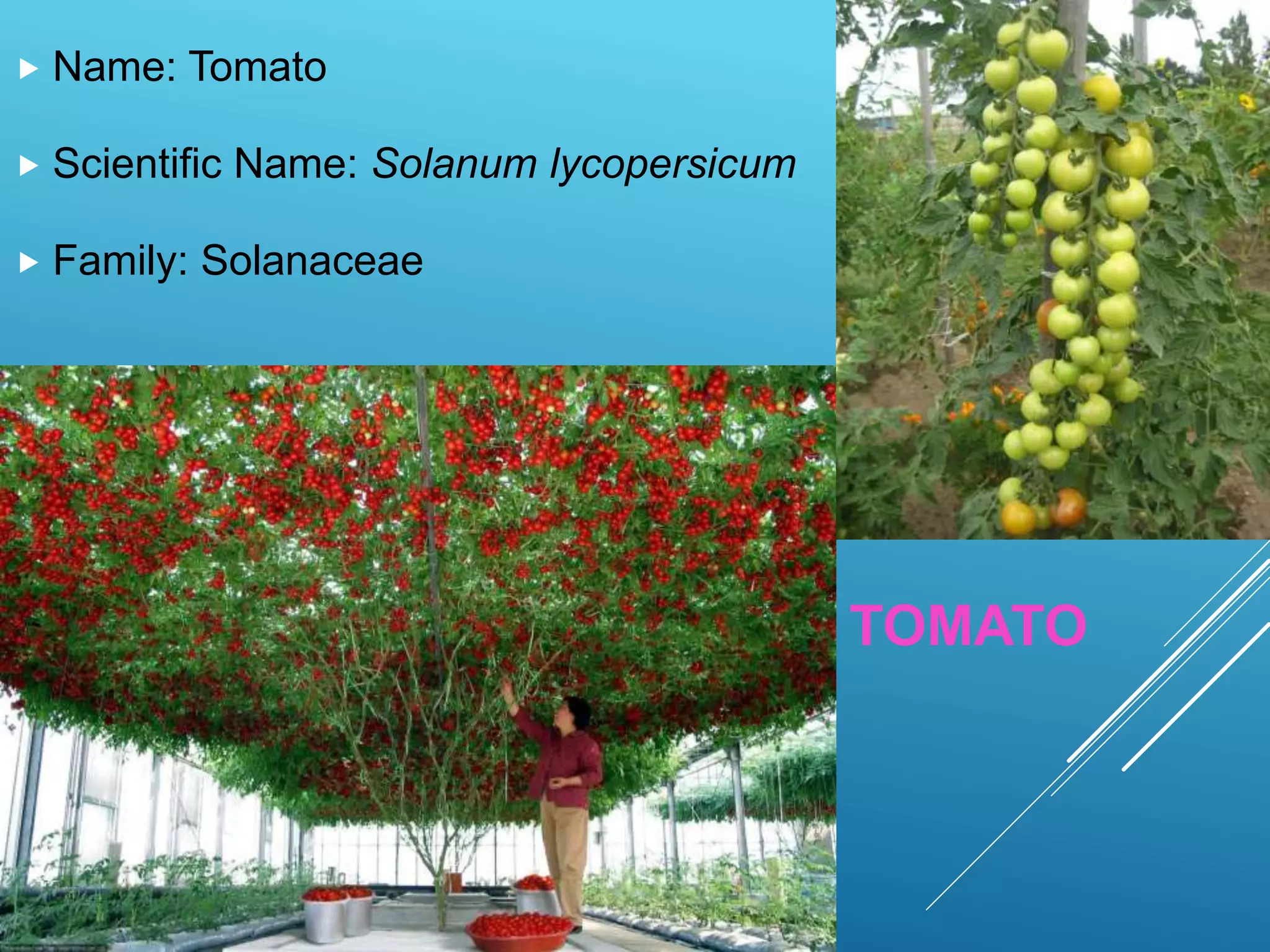 Different Types of Crop | PPTX