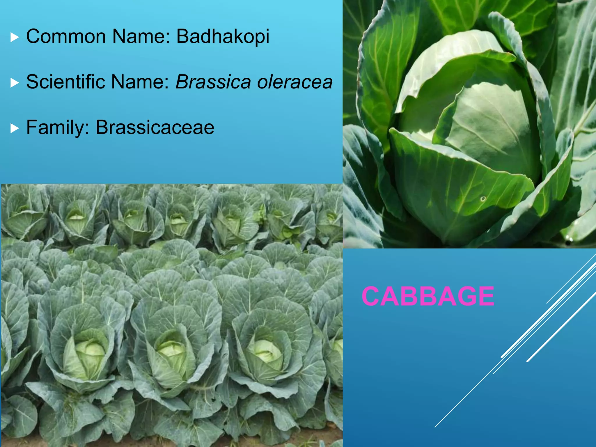 Different Types of Crop | PPTX