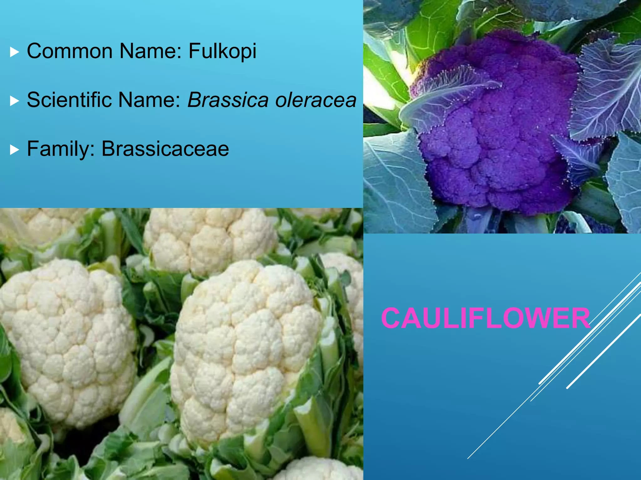 Different Types of Crop | PPTX