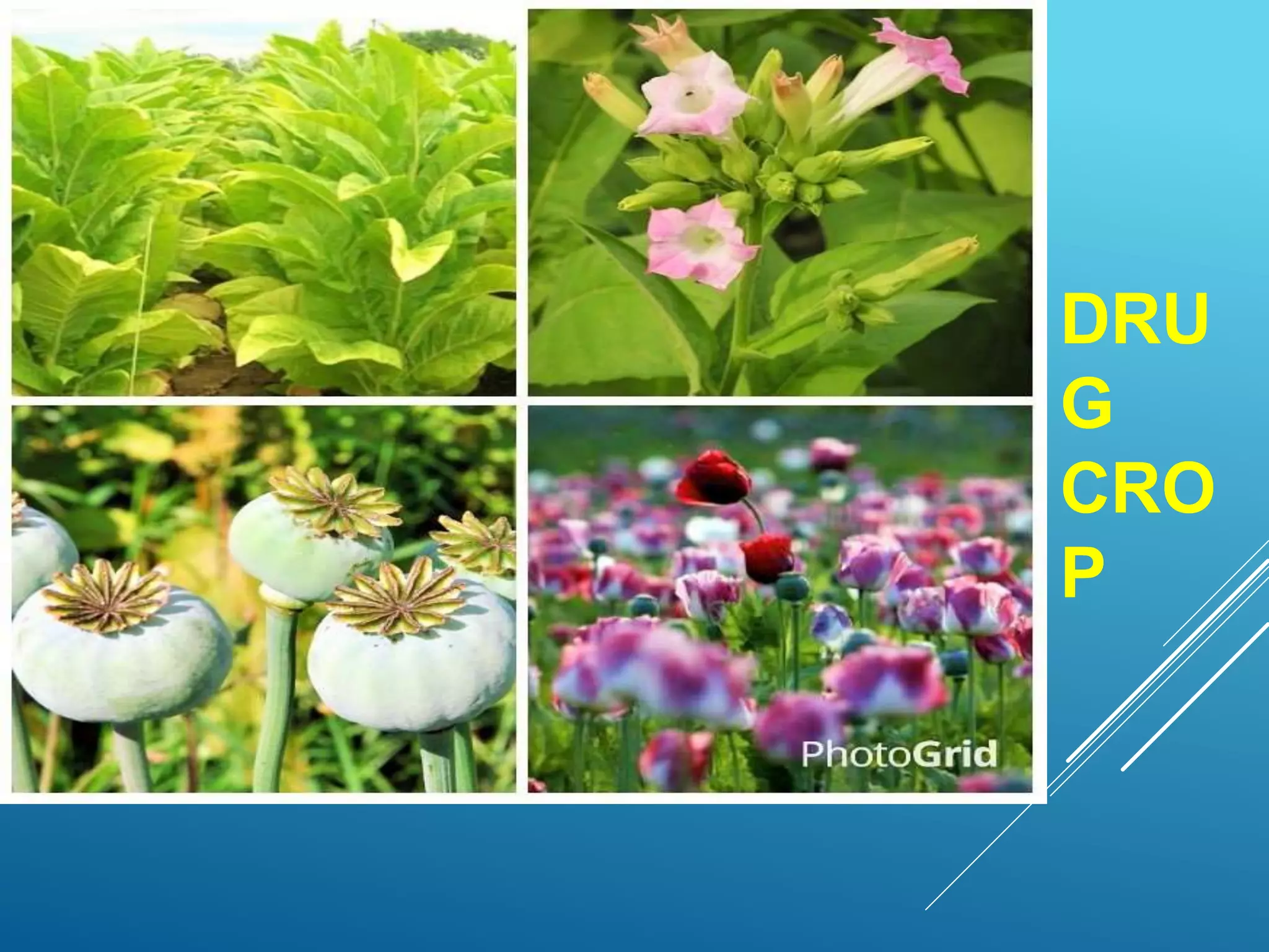 Different Types of Crop | PPTX