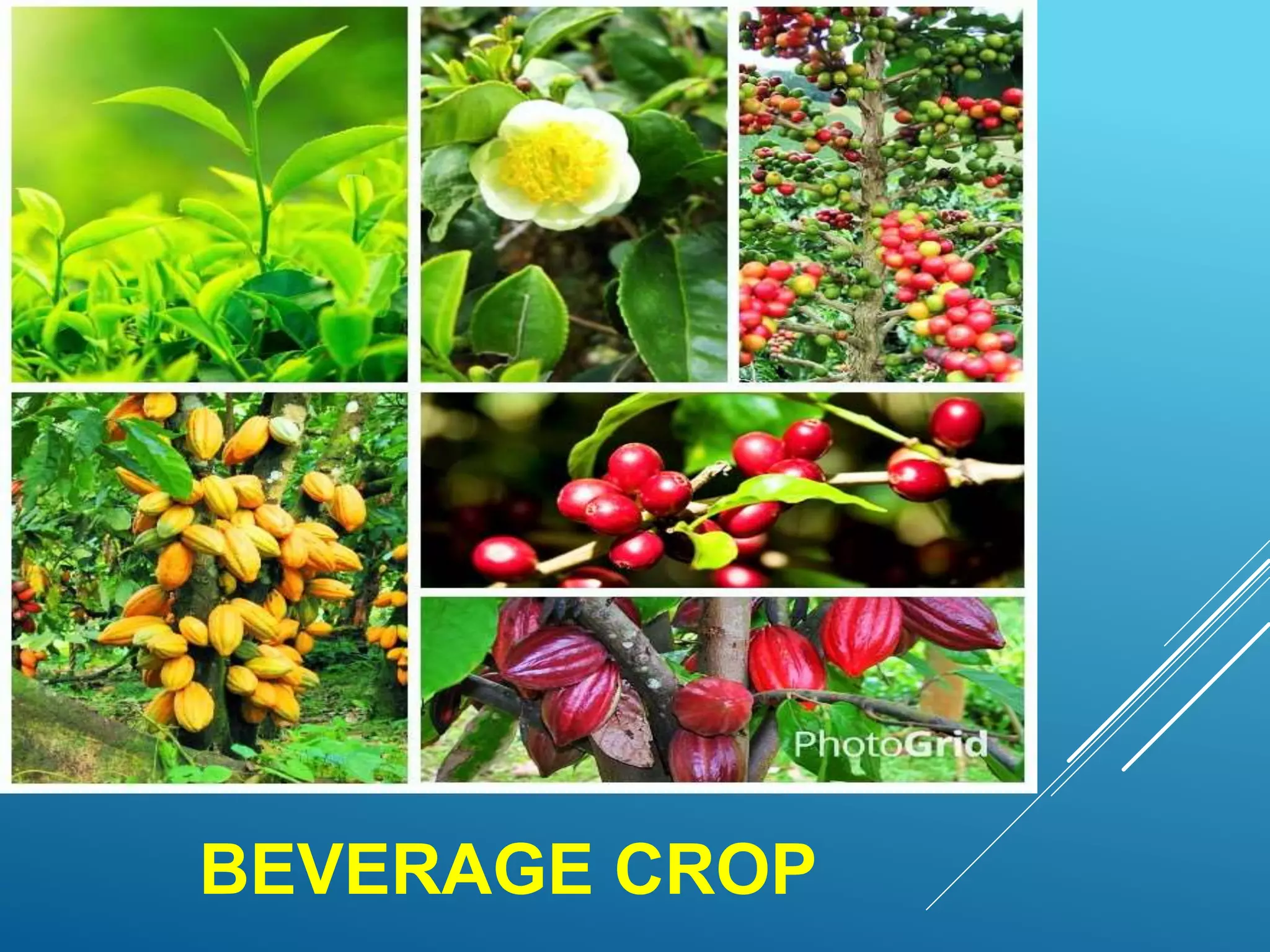 Different Types of Crop | PPTX