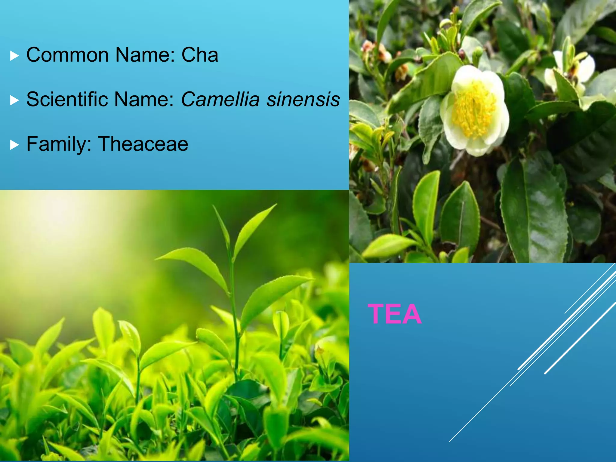 Different Types of Crop | PPTX