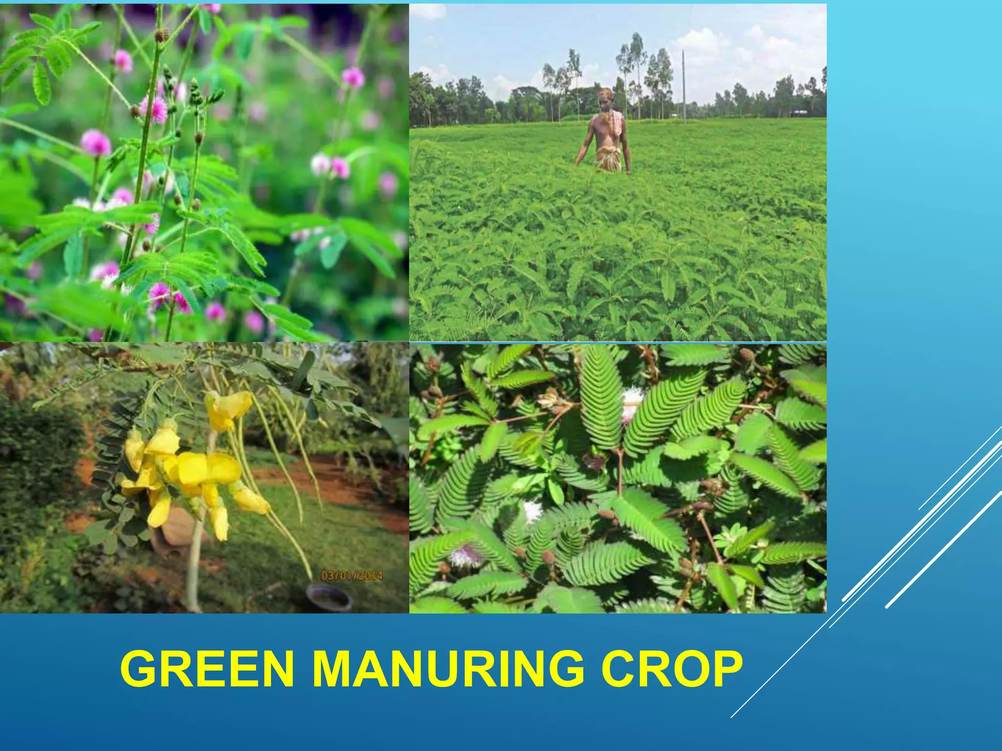 Different Types of Crop | PPTX
