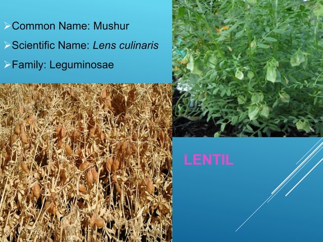 Different Types of Crop | PPTX | Gardening | Home & Garden