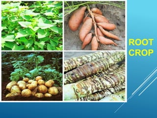 Different Types of Crop | PPTX