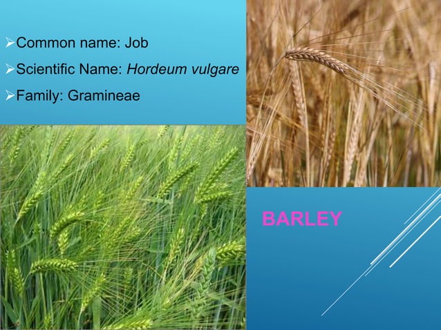 Different Types of Crop | PPTX | Gardening | Home & Garden